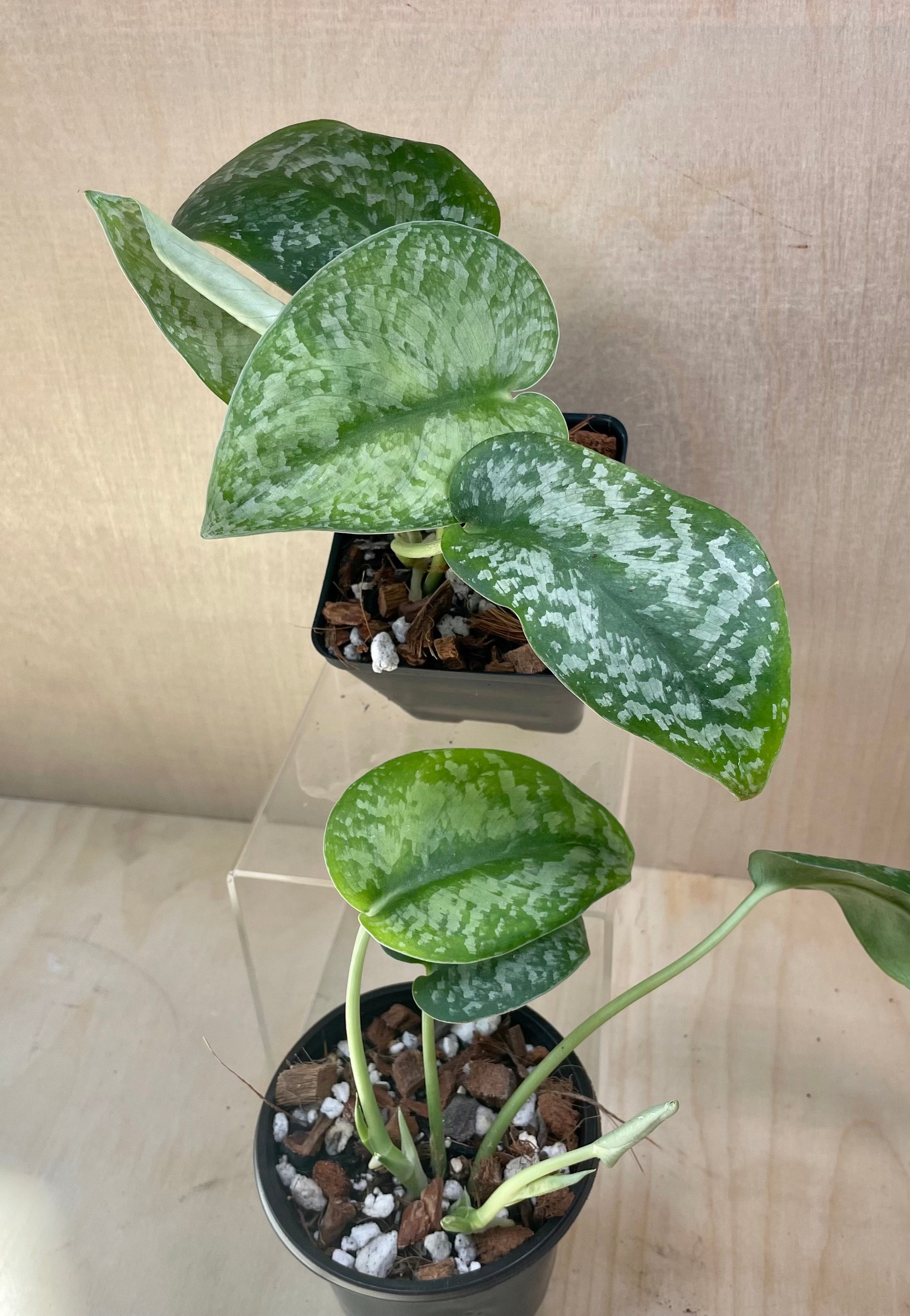 Scindapsus silver splash- 4" | E&E Plants